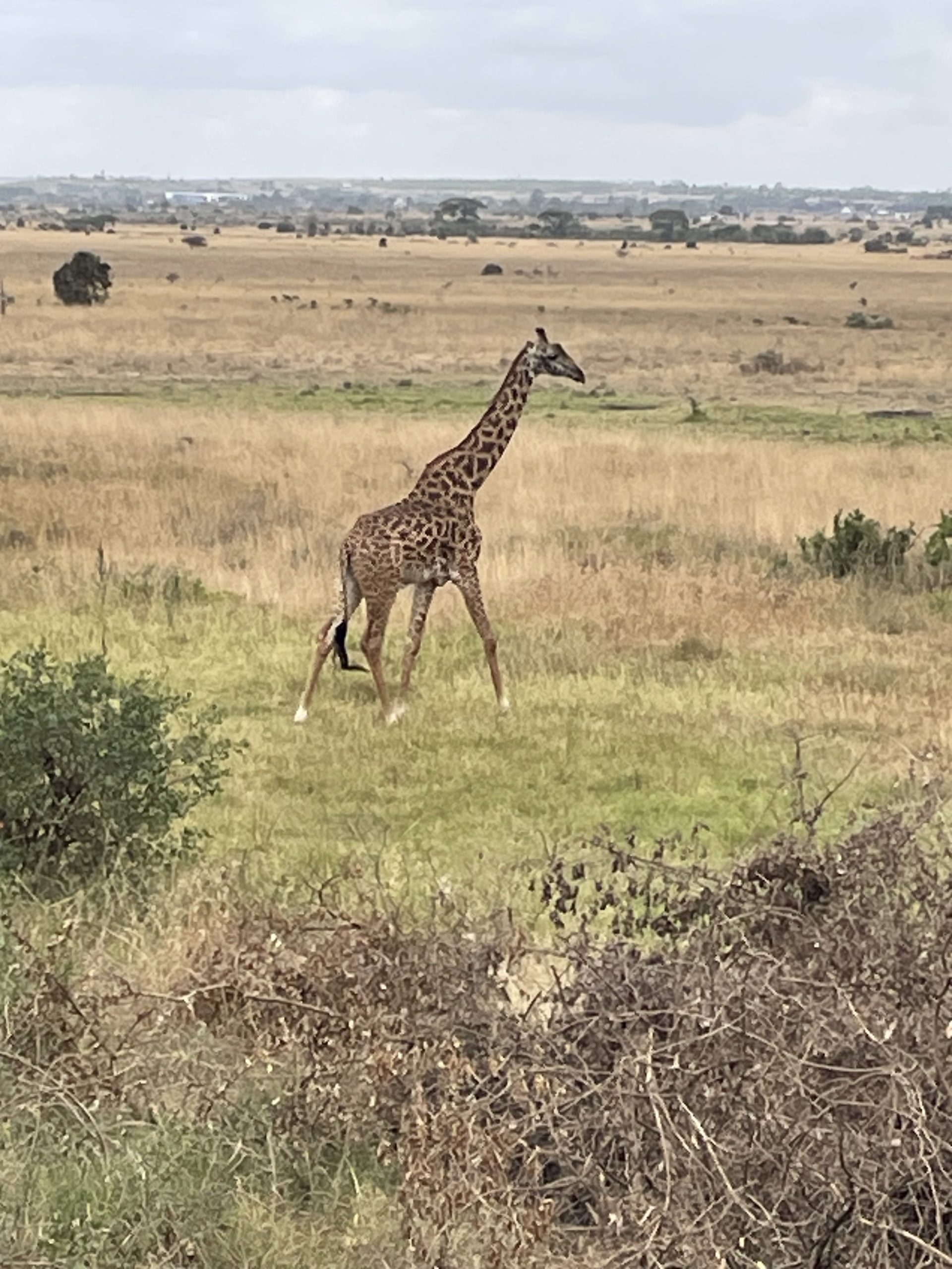 Kenyan Safari – Kings in Kenya